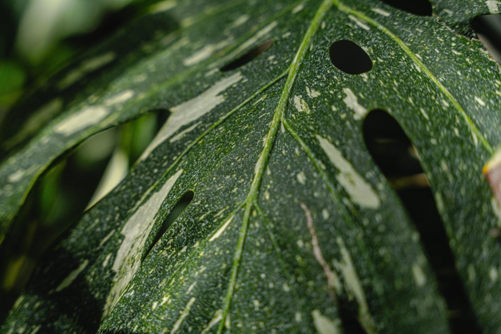 Monstera Thai Constellation Care Guide