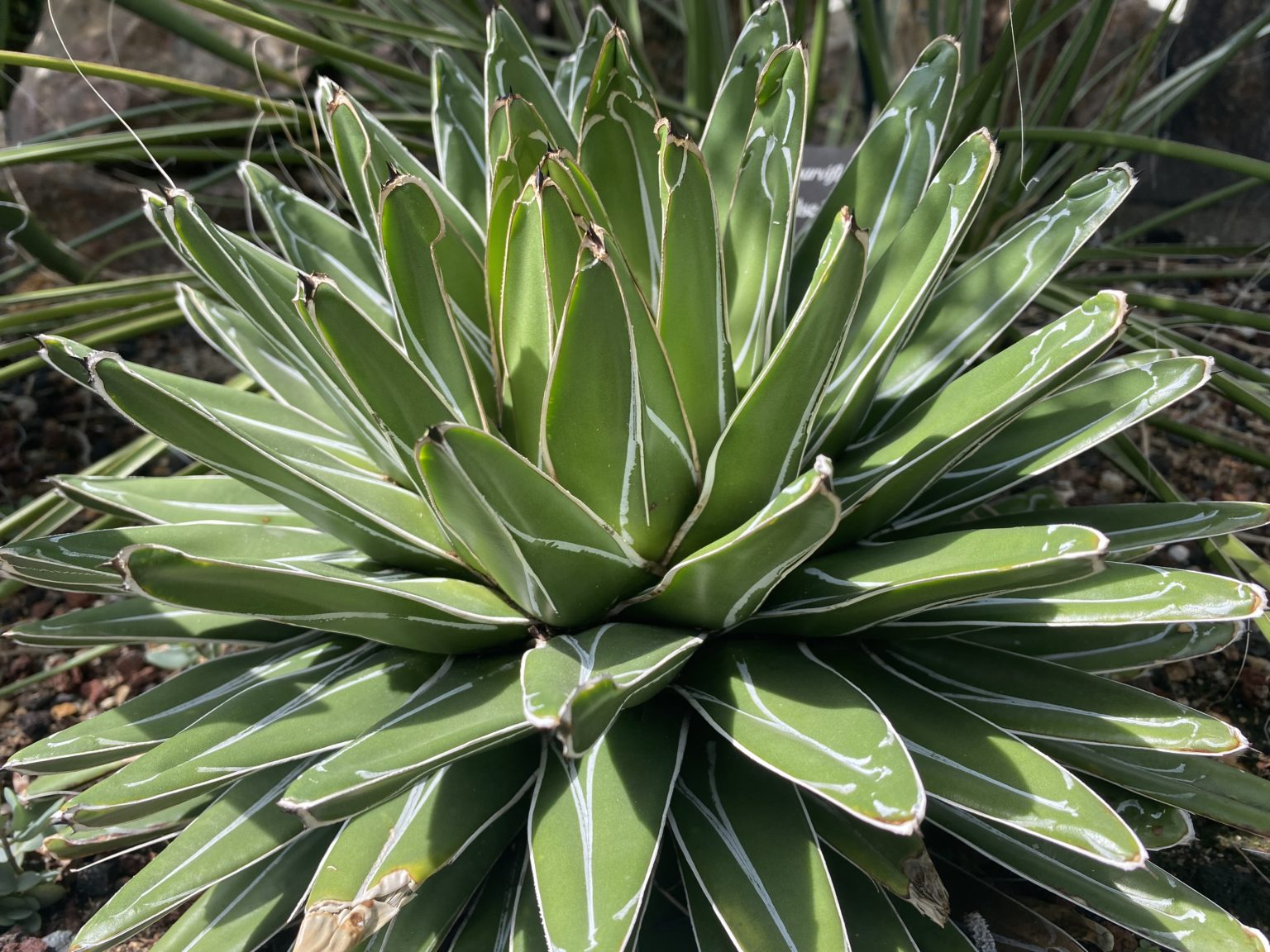 Queen Victoria Agave Care Guide