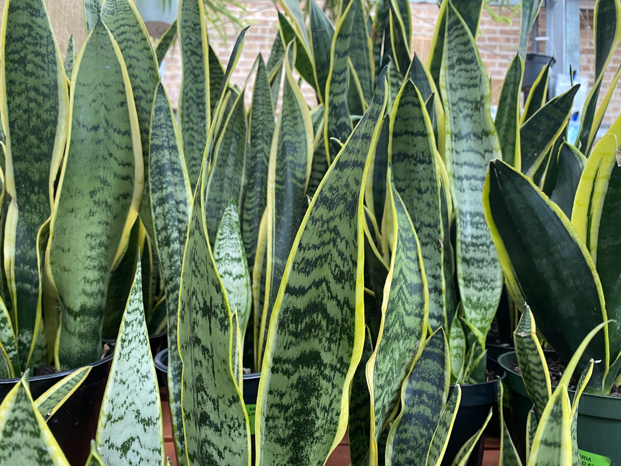 Sansevieria laurentii Care Guide: Growing a Stunning Snake Plant
