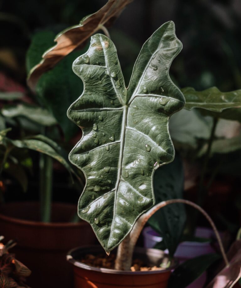 Alocasia Sarian Care Guide