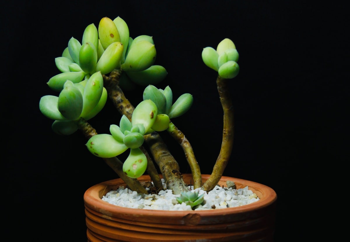 Moonstone Succulent: Your Comprehensive Plant Care Guide