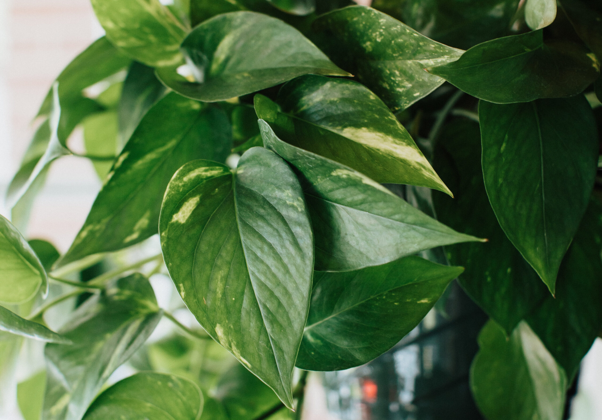 Droopy Pothos Plants: Troubleshoot and Revive Your Houseplants