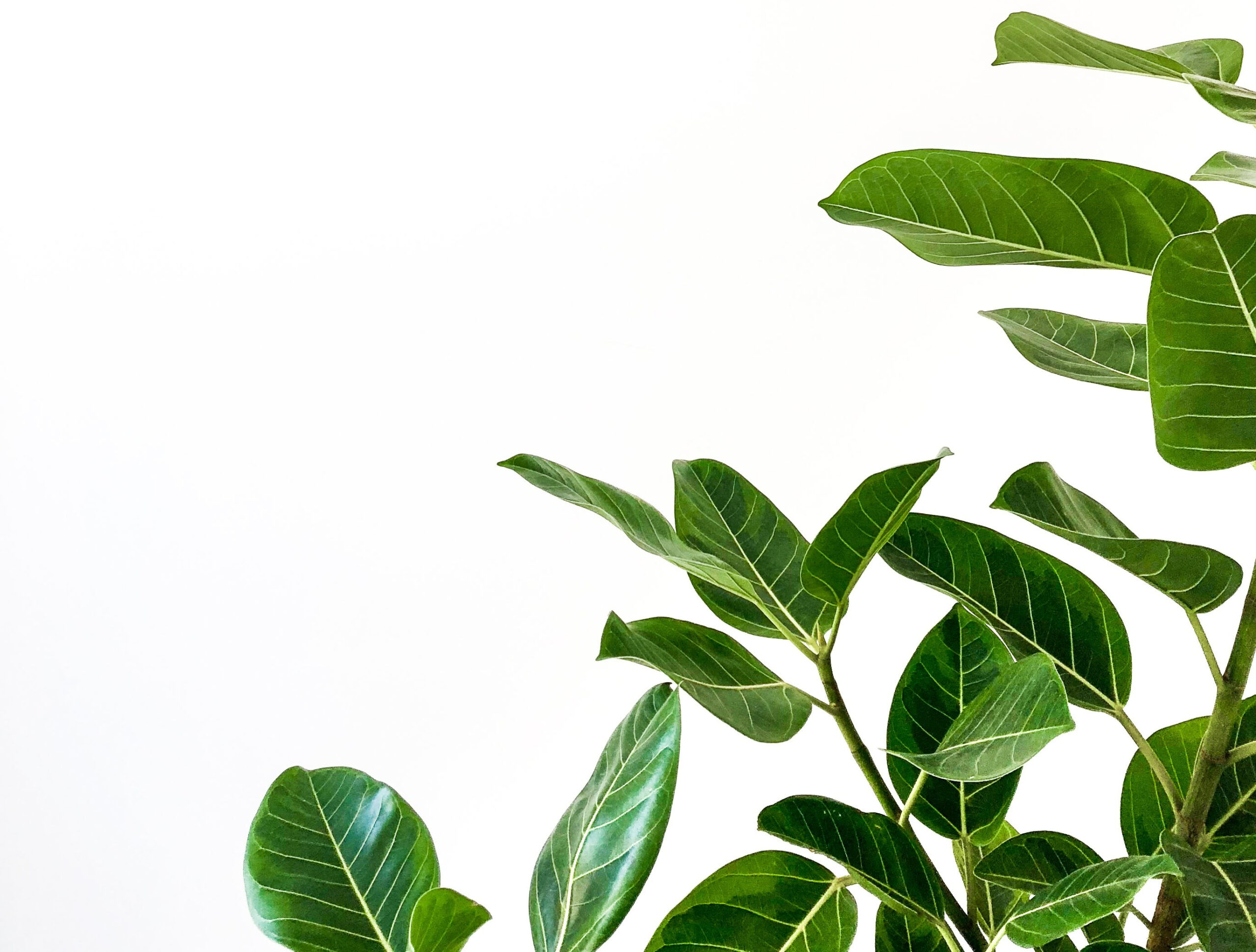 Ficus Audrey: Your Care Guide to Growing a Gorgeous Tree