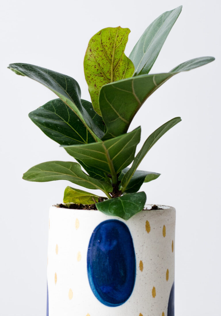 Best Pots for Fiddle Leaf Figs: Your Guide for the Perfect Container