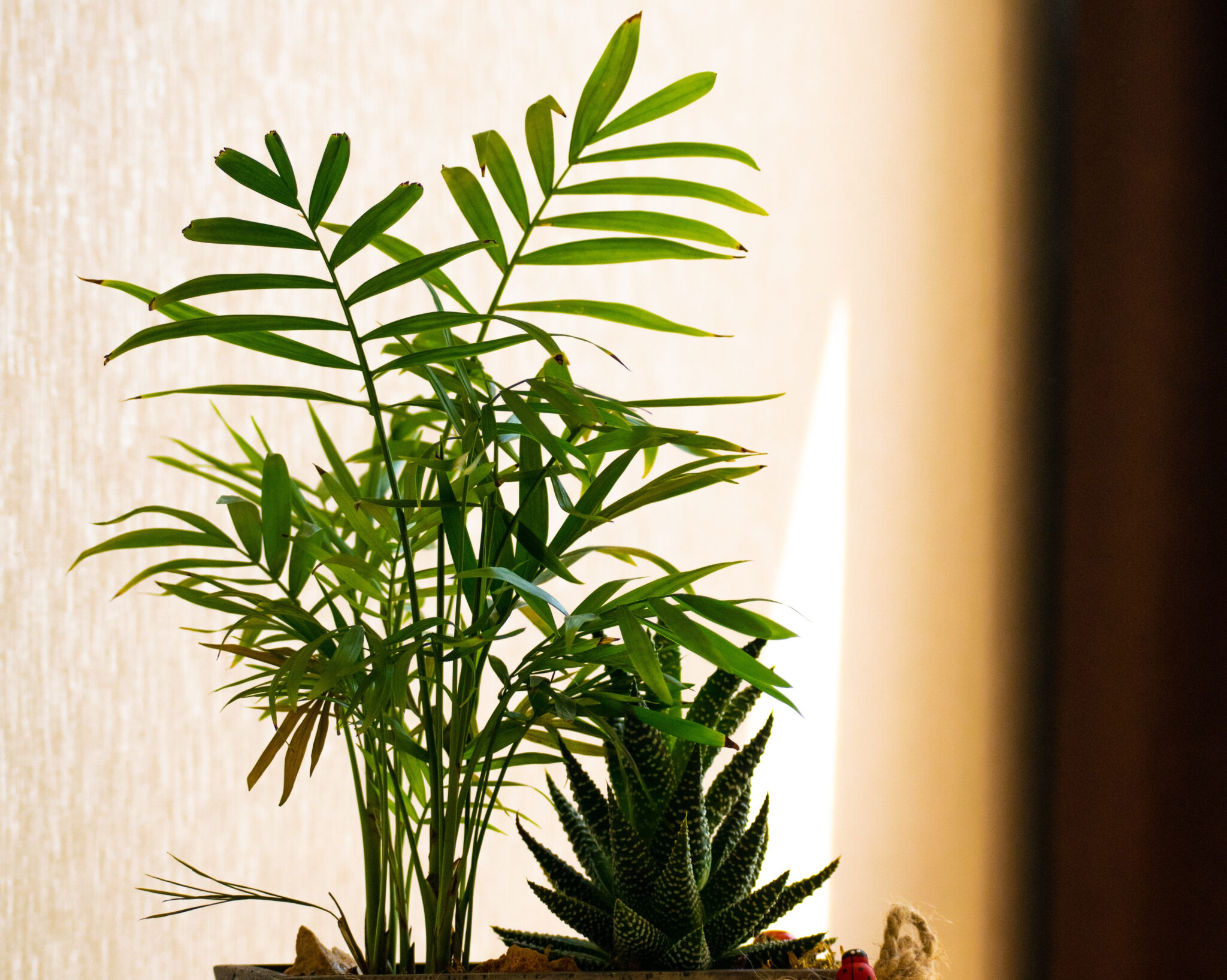 Parlor Palm Care for Beginners: Your Step-by-Step Guide