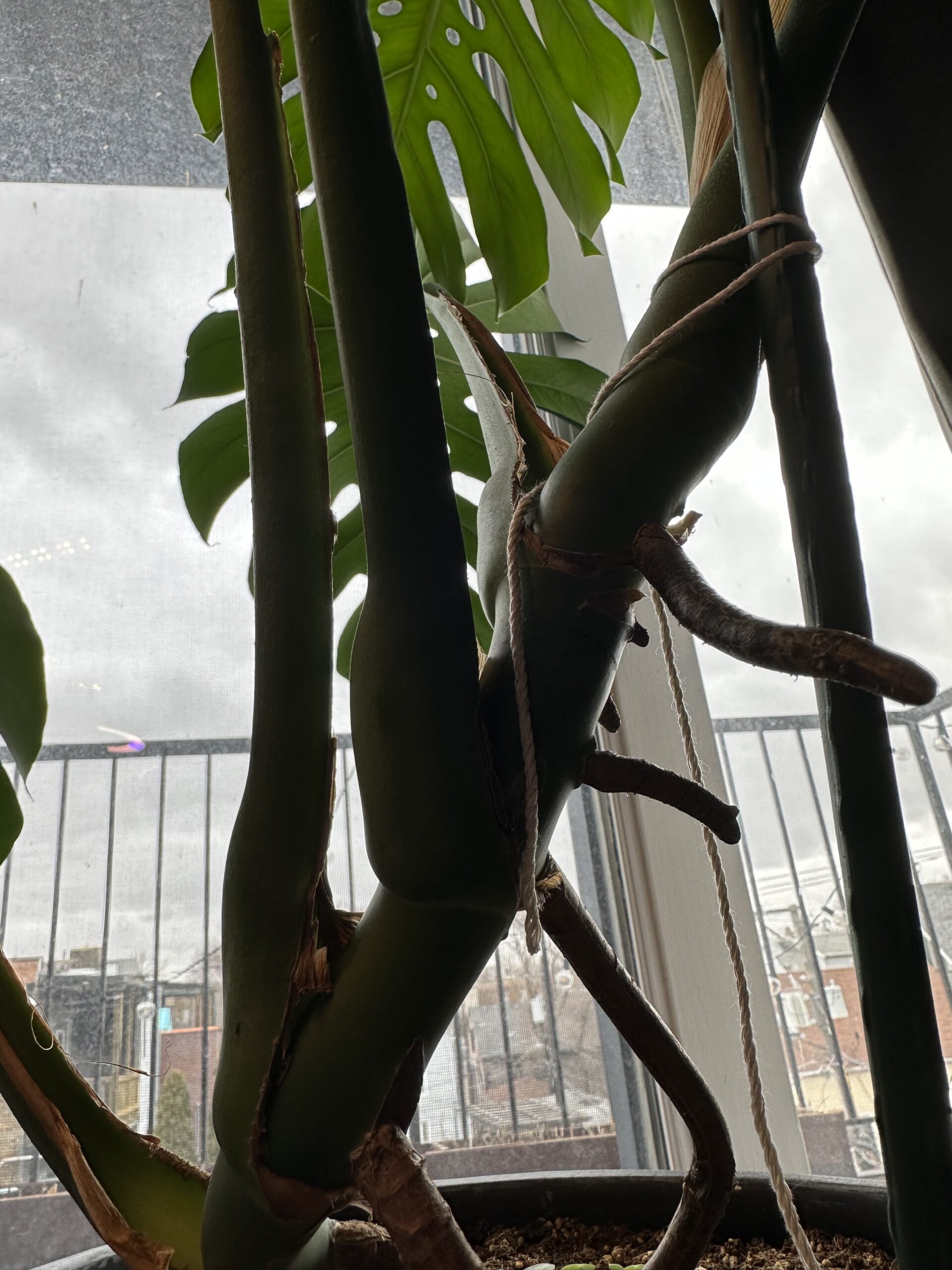 Removing Monstera Aerial Roots: Advanced Plant Care Techniques