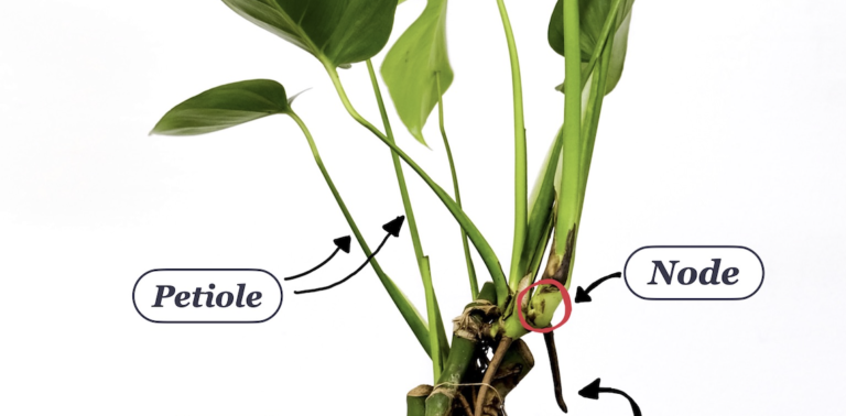 Plant Anatomy: Nodes, Stems, Petioles, Roots and More
