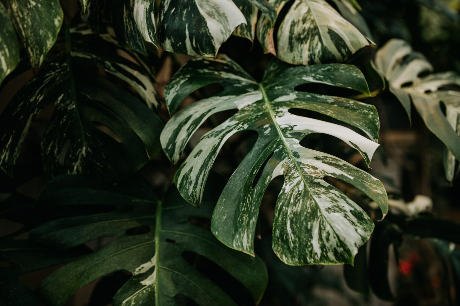 Monstera Leaf Fenestrations: Unlock the Secret to Stunning Leaves
