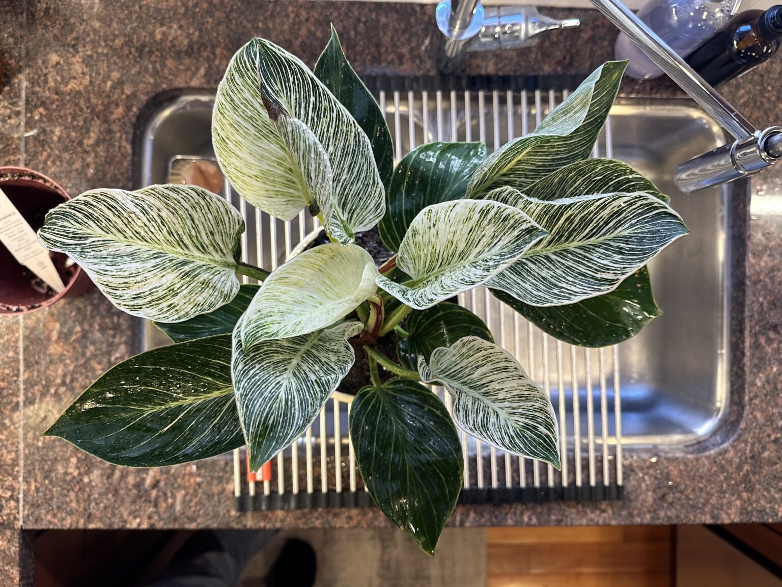 Variegated Philodendrons - Unlock the Secrets of Tropical Plants