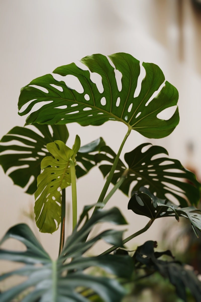 Types of Monsteras: 19 of Our Favorite Monstera Plants Right Now