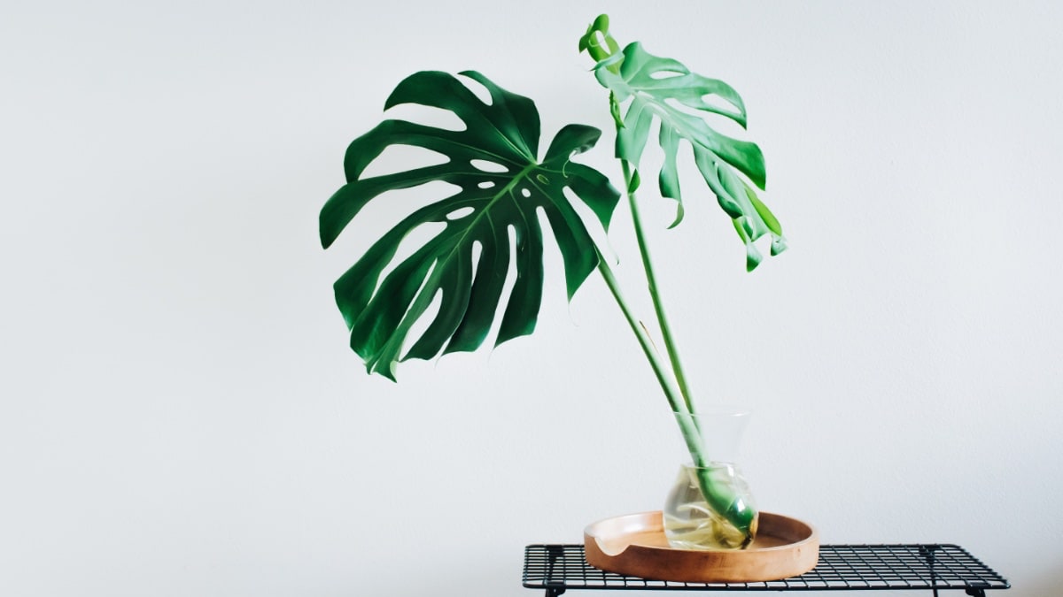 How to Propagate a Monstera: A Complete Guide to Plant Cuttings