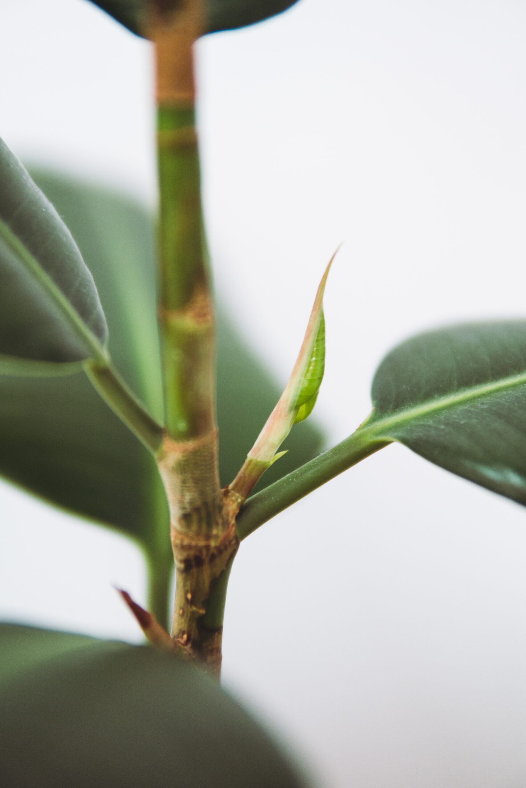 How to Repot a Rubber Tree